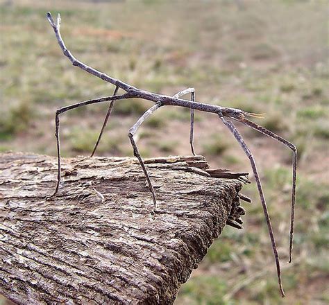 Australian Walking Stick Ctenomorpha Chronus Insecten Natuur Dieren