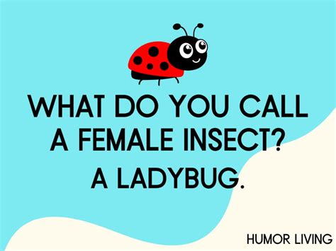 65 Funny Insect Jokes To Bug You With Laughter Humor Living