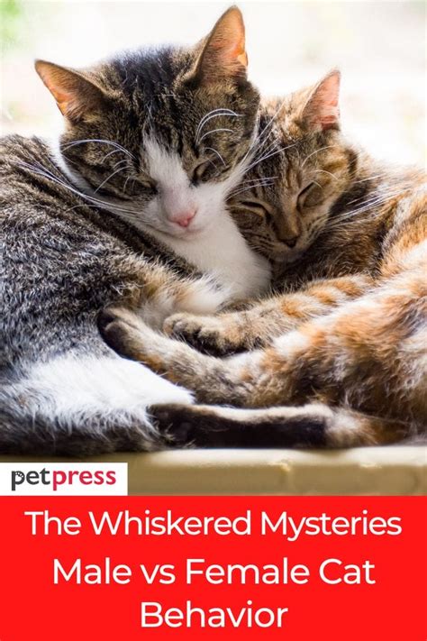 Male Vs Female Cat Behavior Unraveling The Whiskered Mysteries