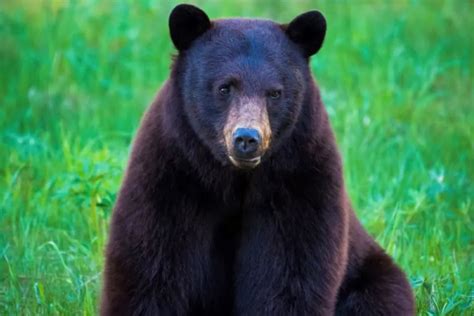 Black Bear Killed In Whistler After Attacking Biting Woman Pique Newsmagazine