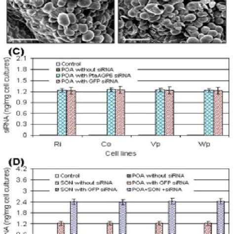 Examples Of Chemical Structures Of The Seven Major Oligopeptide Classes