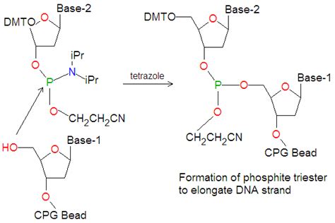 Dna Synthesis Chemical Citizendium