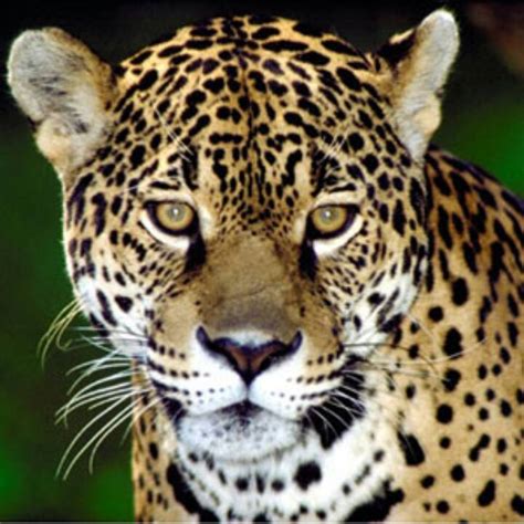 Fauna Del Litoral Argentino Home Facebook
