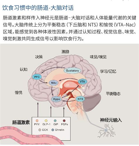 Cell综述：代谢控制中的脑肠轴 Csdn博客