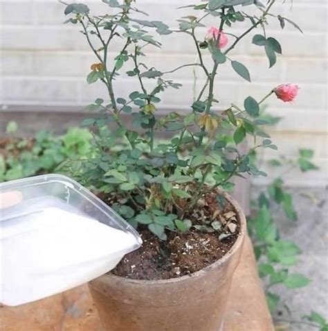 纯牛奶浇花正确方法大揭秘避免误区让花儿更健康 花卉百科 繁趣花卉网