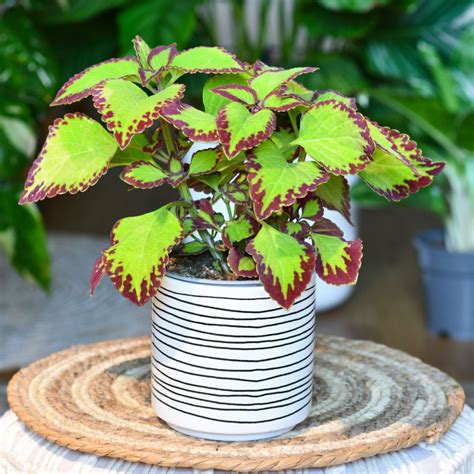 Saving Coleus Plants Archives Simple Garden Life