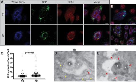 Transient Heme Iron Conditioning Of Nthi Alters Trafficking To Early Download Scientific