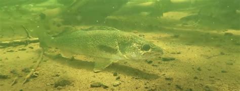 6 Top Spring Walleye Baits Walleye Fishing Piscifun