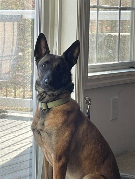 Niko Rbelgianmalinois