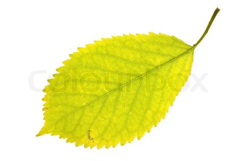 Blatt Bilder Grünes Blatt Stockfoto Bild Von Frisch Botanik