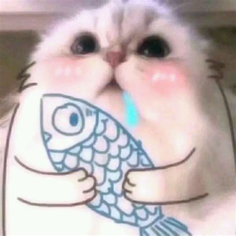 盘点那些沙雕可爱的表情包1可爱沙雕猫猫 哔哩哔哩