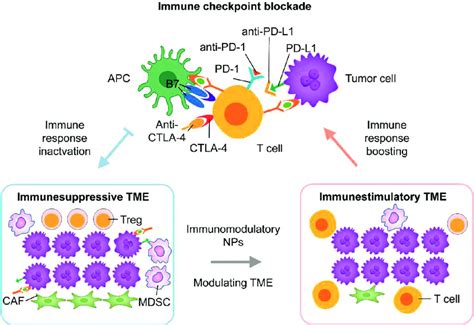 Modulate The Immunosuppressive Tumor Microenvironment Tme To Boost