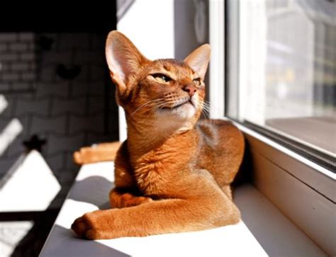 Feline Resorptive Lesions A Guide For Cat Owners Veterinarian In