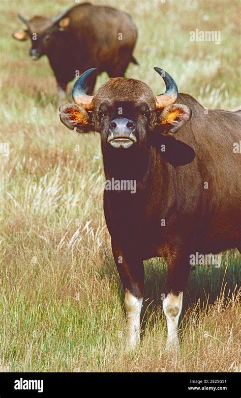 Female Gaur Bos Gaurus With Juvenile Calf From South And South