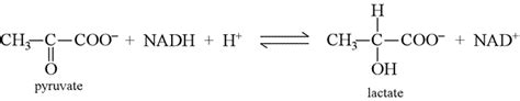 Pyruvate To Lactic Acid
