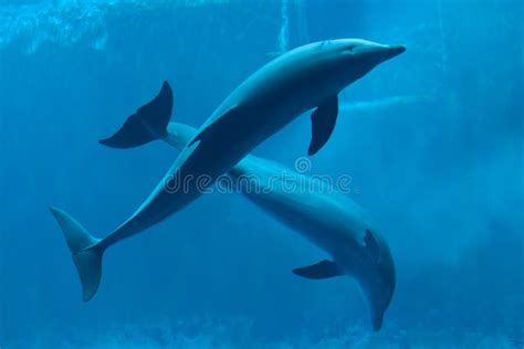 共同的宽吻海豚tursiops Truncatus 库存照片 图片 包括有 色情 男性 70081726