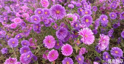 포토친구 보라색 가을