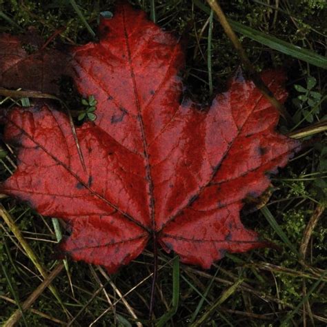 A Fucking Tree Rshitpost