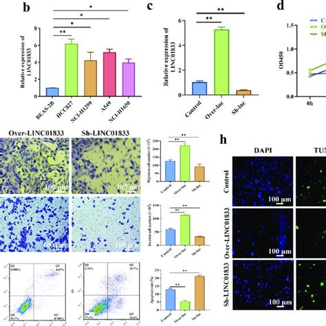 Mettl3 Shows Elevation In Nsclc Tissue Samples And Cells And Promotes
