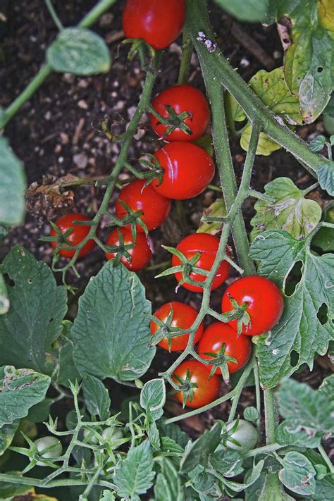 Youll Be Crushing On The New 2021 Rodeo Tomato Ruby Crush