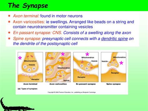 Ppt Neural Zones Powerpoint Presentation Id1487948