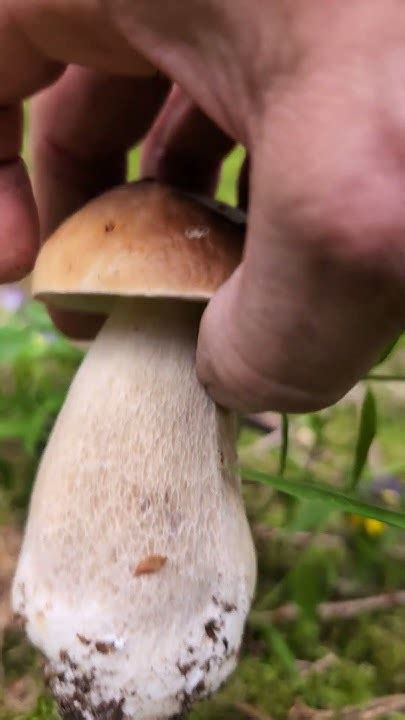боровик белый гриб🍄‍🟫 Youtube Lithuania Lietuva литва белыйгриб