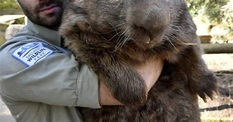 Meet Patrick The Oldest And Largest Living Wombat Imgur
