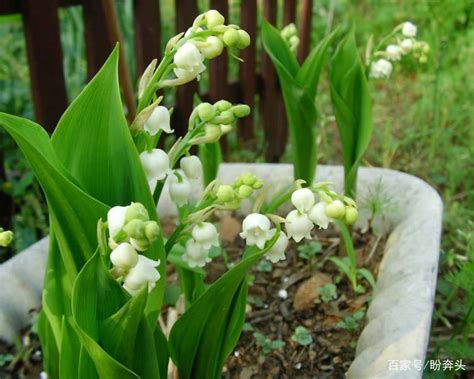 娇小可爱的铃兰盆栽怎么养串满 小铃铛”？室内养铃兰禁忌是什么百科ta说