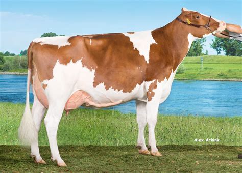 Stierenkaart Huntje Holstein Red Ravello Ki Samen
