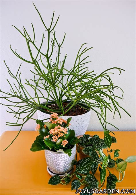 Homemade Fertilizer For Plants And Flowers Homemade Ftempo