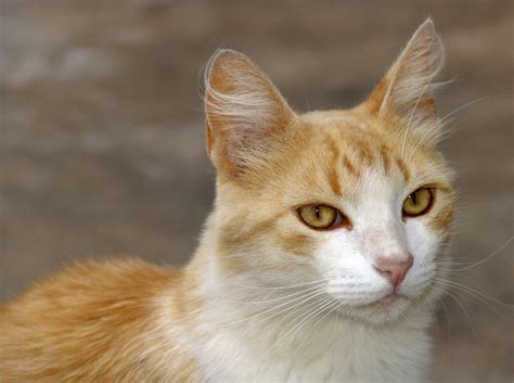 El Blog De Los Gatitos Junio