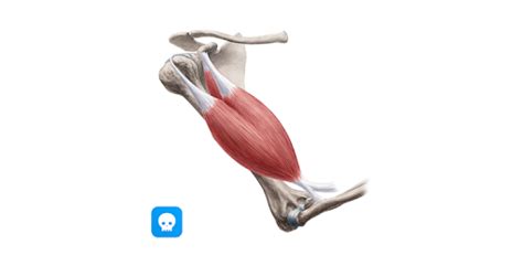 Daily Anatomy Flashcard Quizzes To Learn Anatomy For PC How To