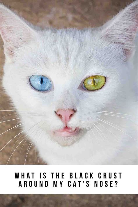 Black Crust Around Cat S Nose Why Is It There Artofit