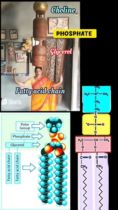 Phosphotidyl Choline In Cell Membrane Masti😅😛🤣🤣 Youtube