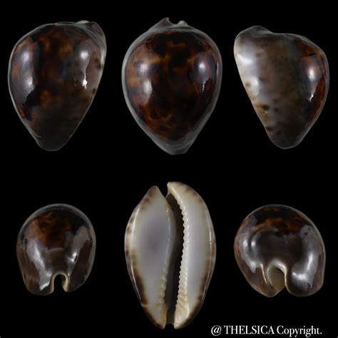 Cypraeidae Archives Thelsica