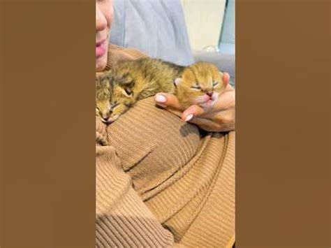 Показываем котят камышового кота Босса и чаузи Торви 😻 - YouTube