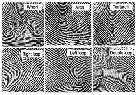 Identificación Biométrica A Través De Las Huellas Dactilar﻿es Biometrics