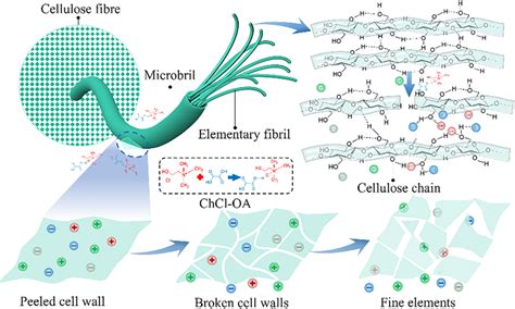 The Proposed Concept Of Chcl Oa Interactions With Cellulose During The