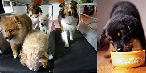 Obesidad En Perros Y Gatos • Veterinaria Dr Brenes