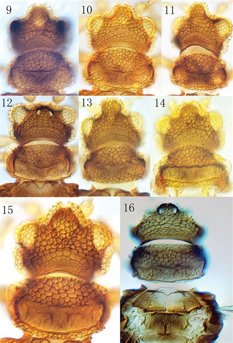 Head And Pronotum Of Astrothrips Species 9 Aucubae 10 Globiceps Download Scientific