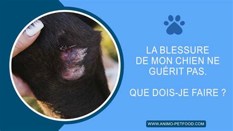 La blessure de mon chien ne guérit pas Que dois je faire