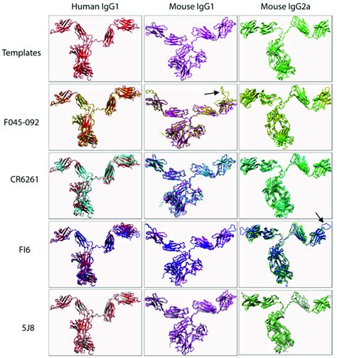 Structural Alignment Of B12 Human Igg1 Mab 61 1 3 Mouse Igg1 And Download Scientific