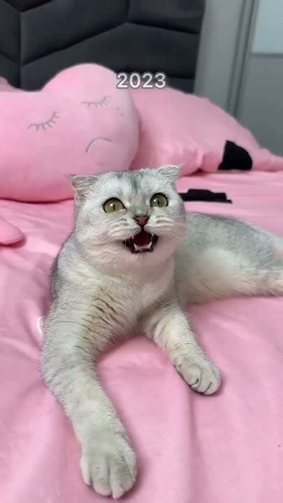 قطه كيوتت🥺 Youtube