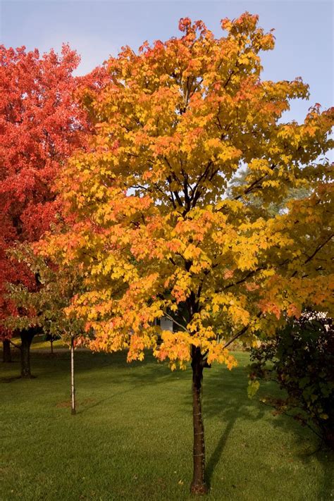 Maple