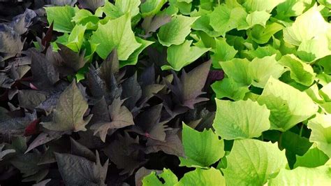 Ornamental Sweet Potato Vine Ipomoea Batatas