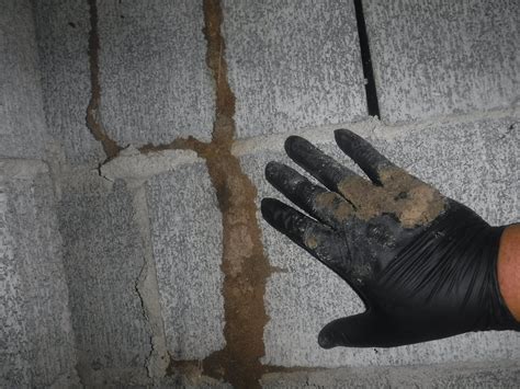 Termite Trouble In Southern Florida What We Look For