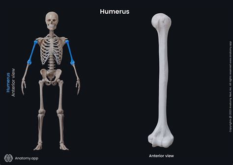 Anatomy Humerus Bone How Long Does It Take A Humerus Fracture To Heal
