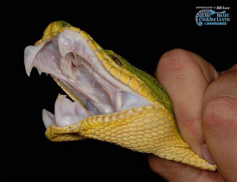 Emerald Tree Python Mouth