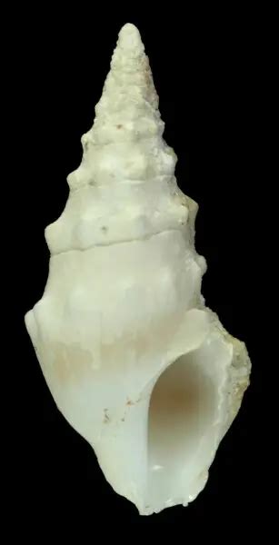 Clavus Exasperatus факти дієта ареал і фотографії на Animaliabio