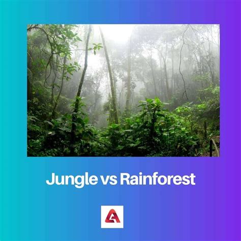 Jungle Vs Rainforest Difference And Comparison